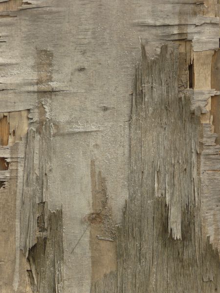 painted grey wood texture 0012 - Texturelib